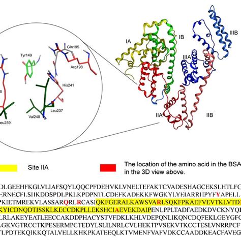 Domain Structure Of Bsa Site Iia And Full Amino Acids Sequence Of Bsa