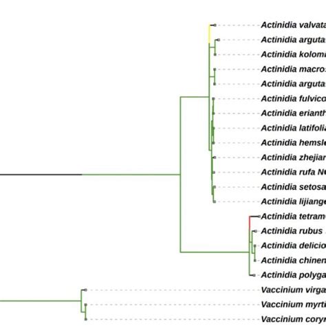 the ml phylogenetic tree constructed using 21 complete chloroplast