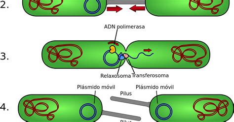 Angie Sánchez Ejemplo De Adn Recombinante Artificial En La Enfermedad Y Un Ejemplo De