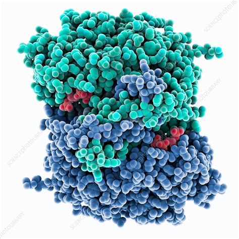 Citrate Synthase Molecule Stock Image C035 5634 Science Photo Library