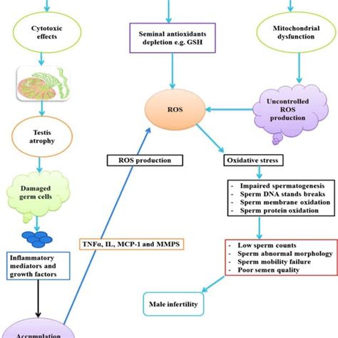 Effect Of ROS And OS Induced By SM On Sperm Cells And Male Infertility Download Scientific Diagram