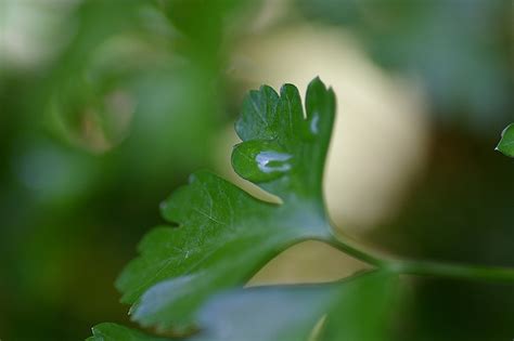 Parsley Diseases And Pests Description Uses Propagation