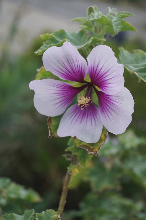 Hibiscus Flower Free Stock Photo Public Domain Pictures