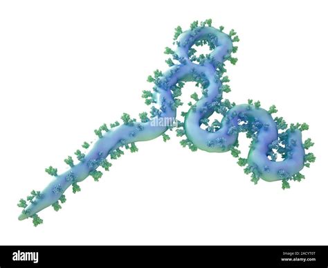 Computer Illustration Of An Ebola Virus Particle Seen On The Viral Surface Are Trimeric
