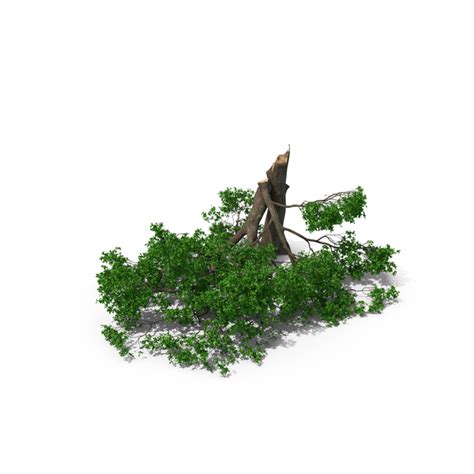 Fallen Trees PNG Images PSDs For Download PixelSquid S11951603C