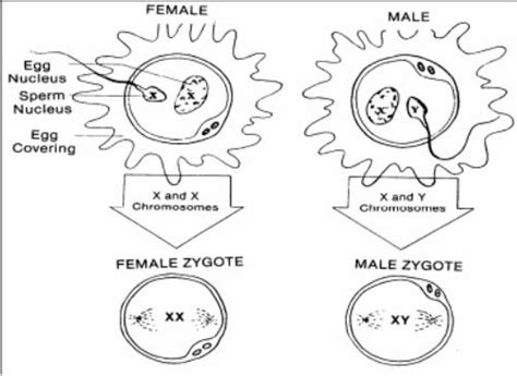2 04 Sex Determination Obstetric And Newborn Care I