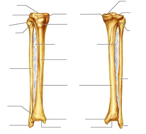 Tibia And Fibula Diagram Quizlet Tibia And Fibula Diagram Quizlet