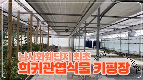 남사화훼단지 희귀관엽식물 키핑장 오픈 희귀식물 구경 같이해요🥰 Youtube