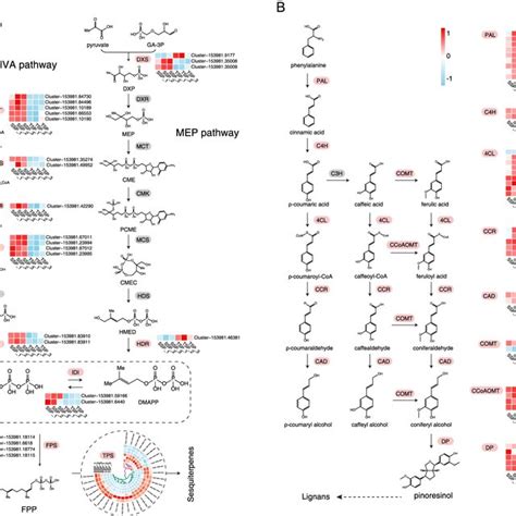 Biosynthetic Pathways Of The Major Compounds A Biosynthetic Pathway Of