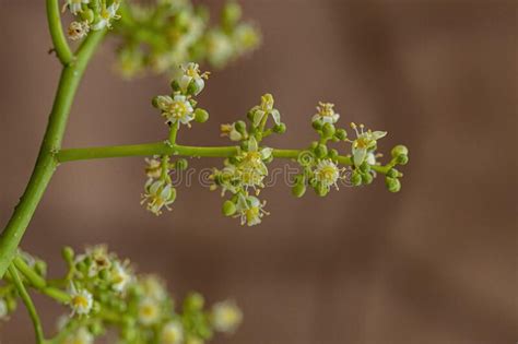 Ambarella Flowering Tree Stock Image Image Of Branch 263479539