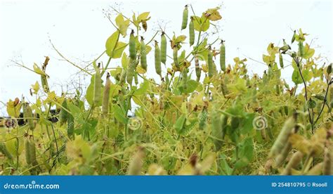 Yellowing Pea Pods In The Field Stock Video Video Of Farming Bush 254810795