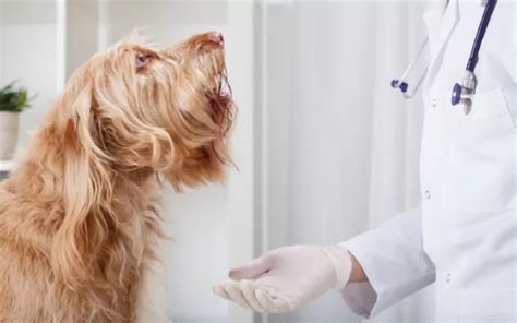 Treating Sepsis In Dogs I Love Veterinary