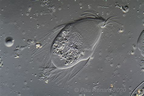 Trichonympha Under Microscope