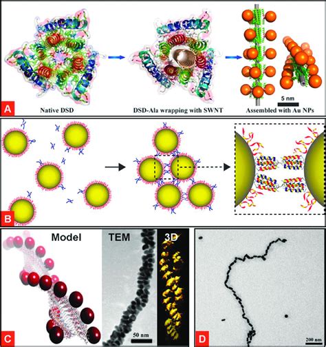 Scalable Protein Templated Np Assemblies A Conformational