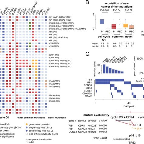 Cancer Driver Mutations A Cancer Driver Genes Were Grouped According Download Scientific