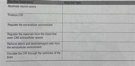 Function Description Glial Cell Type Studyx