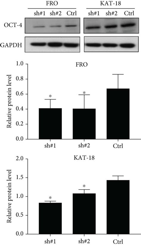 The Knockdown Of Nrf2 Inhibited The Stemness Of Atc Cells A The Download Scientific Diagram