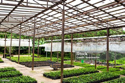 나무 구조와 투명 플라스틱 그늘 온실 에서 다양한 꽃 식물의 재배 0명에 대한 스톡 사진 및 기타 이미지 0명 개화기