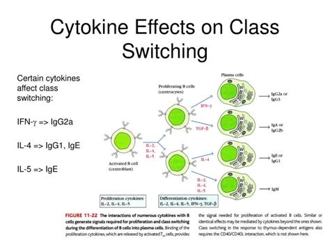 Ppt Immunoglobulin Gene Organization And Expression Powerpoint Presentation Id3402181