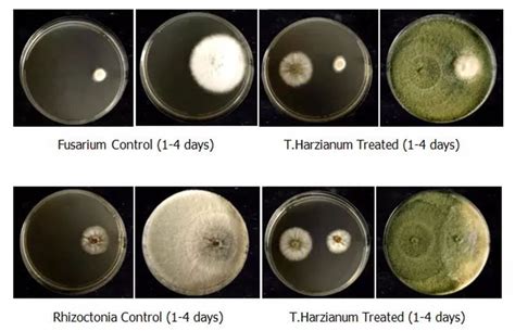 Trichoderma Harzianum Fungicide For Indoor Plants Novobac