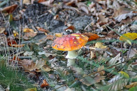 버섯 숲 가을 Pixabay의 무료 사진