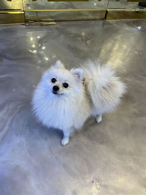 포메라니안 조이 프렌치불독크기 빠삐용크기 파피용크기 사모예드크기 스피츠크기 시바견크기 시베리안허스키크기 시츄크기 요크셔테리어크기 웰시코기크기 이탈리아그레이하운드크기 치와와