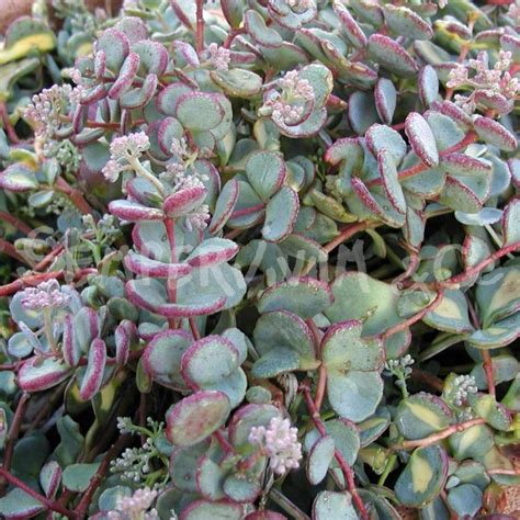 Hylotelephium Sieboldii Orpin Sedum Vivace Producteur Pépiniériste