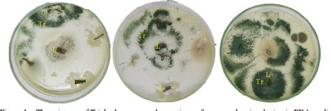 Figure 1 From Growth Of Cocoa Seedlings Affected By Application Of Zeolite Cocopeat Manure