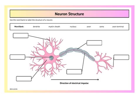 neuron structure answers teaching resources