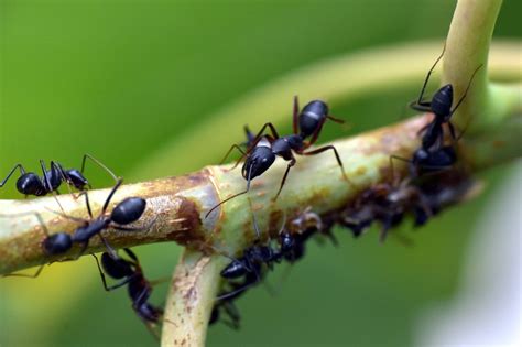 7 Types Of Ants For Ant Farms With Pictures
