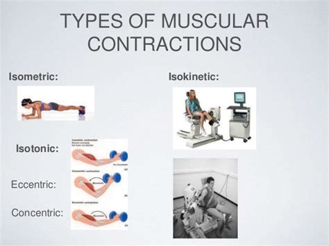 Muscular Contractions