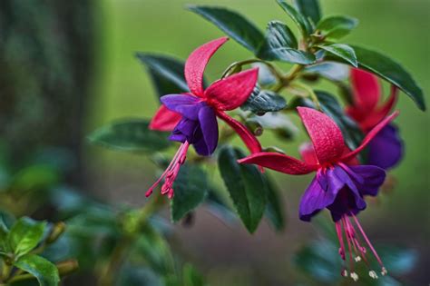 Fuchsia Society Members Share 20 Types They Love The Most