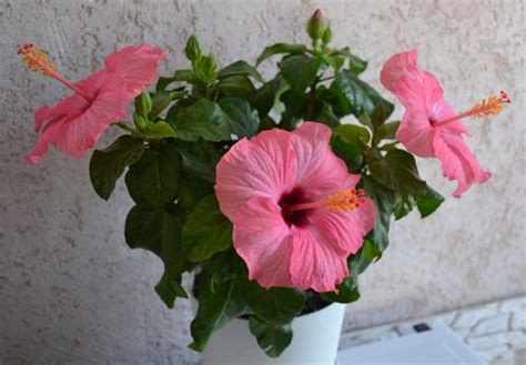 Кімнатний Гібіскус Китайська Троянда — догляд в домашніх умовах