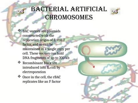 Bacterial Artificial Chromosome Yup Pptx