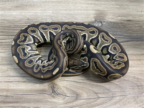 Lori Ball Python By Cd Exotics Morphmarket