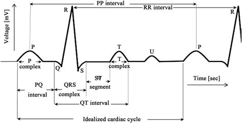 The Normal Ecg Signal Ii Methodology Download Scientific Diagram