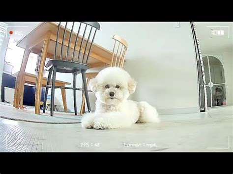 집에 남겨진 강아지 궁금해서 CCTV 켜봤더니 YouTube
