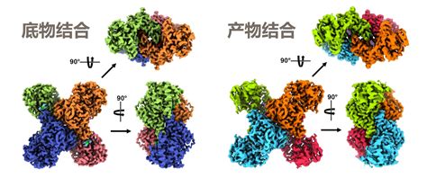 生命学院刘冀珑实验室揭示ctp合酶配体结合模式