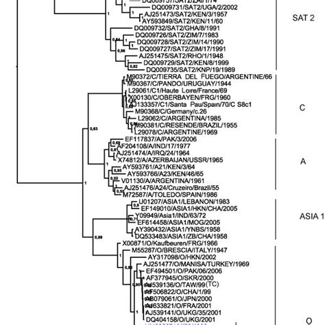 Genomic Structure Of Fmdv Genome Organization Of Fmd Viruses Modified Download Scientific