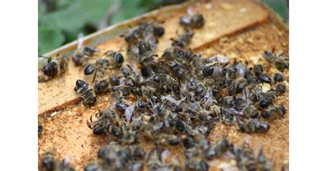 Пчеларите излизат на национален протест