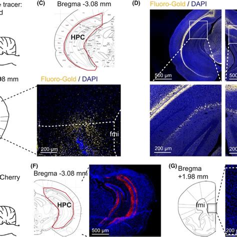 chemogenetic activation of the hpc pfc pathway a representative