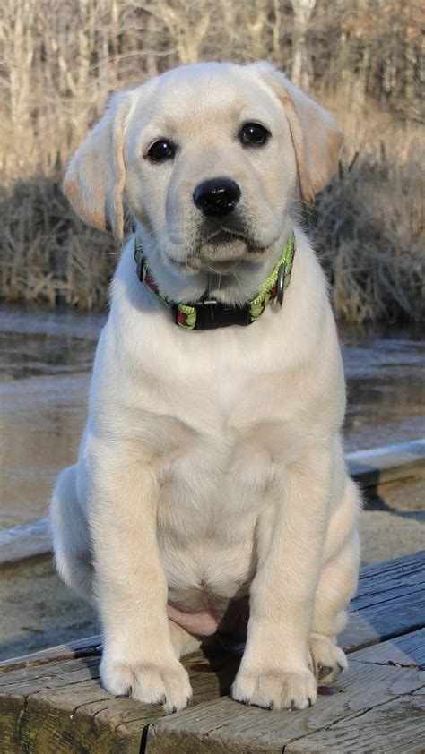 English Yellow Labrador Retriever Puppies