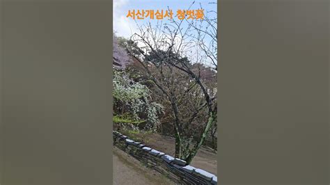 울산다육개심사청벗꽃몽우리 Youtube