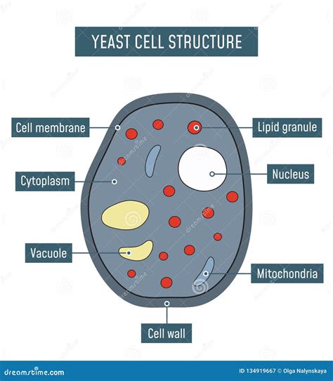 Yeast Cell Structure Educational Diagram Vector Illustration