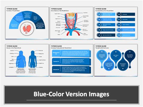 Thyroid Gland PowerPoint And Google Slides Template PPT Slides