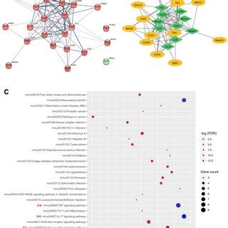 StringDB PPI Network Analysis And KEGG Pathway Enrichment Medium