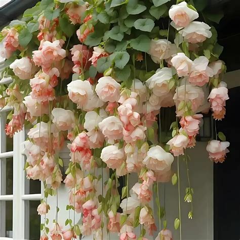 25 Peach Weeping Begonia Seeds Trailing Begonia Hanging Basket