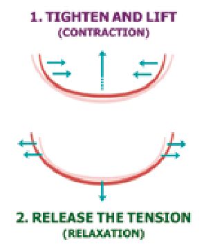 Pelvic Floor Muscles During Contraction And Relaxation Source The