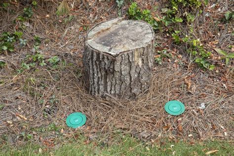 Eco Friendly Termite Control Sustainable Baiting Benefits