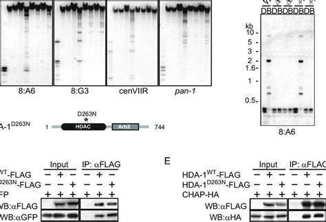 Hchc Function Depends On The Hda 1 Hdac A Sequence Dependent